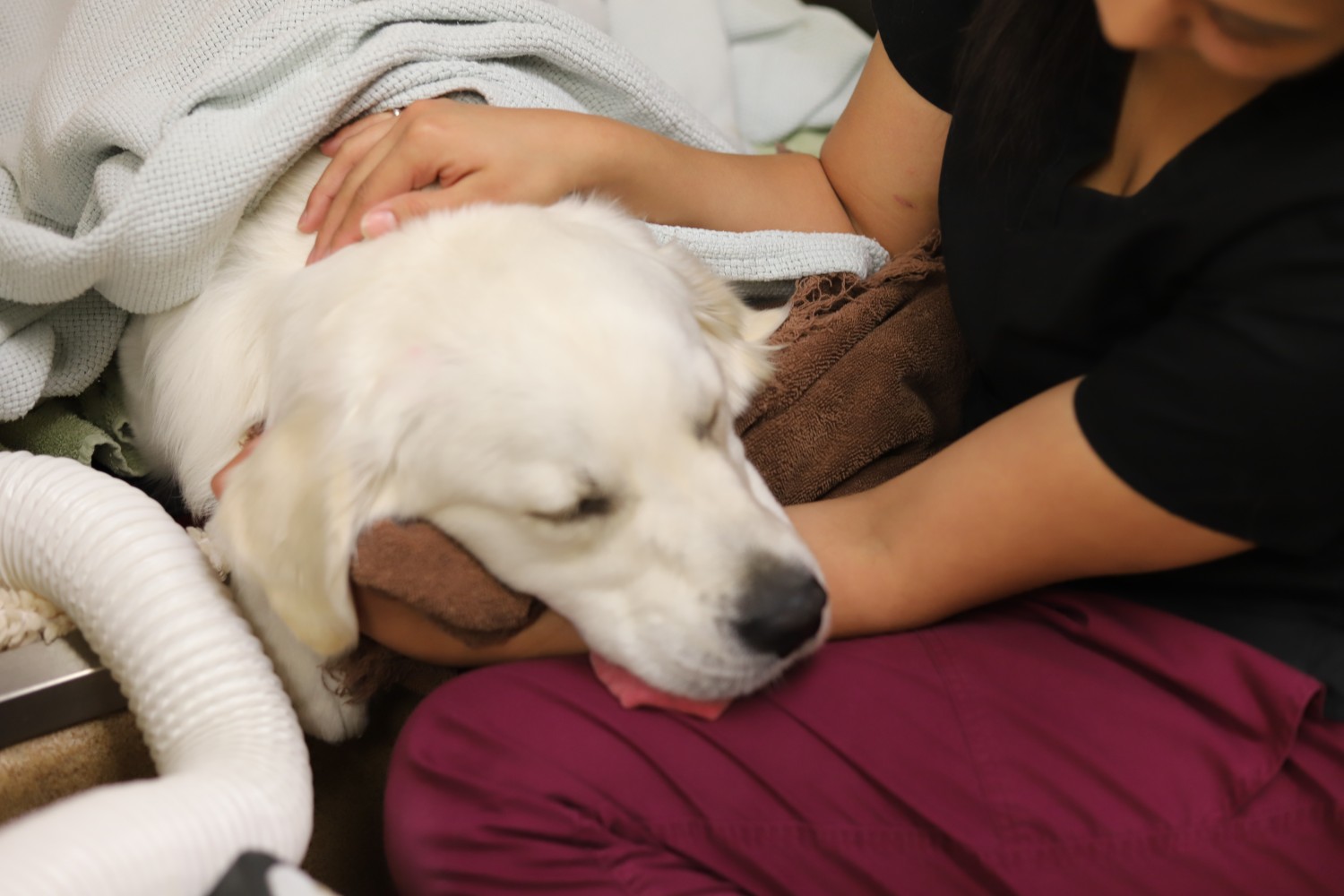 Amazing Vet Service - Mobile Suergery by Dr. Edward Song, DVM,Diplomate ...